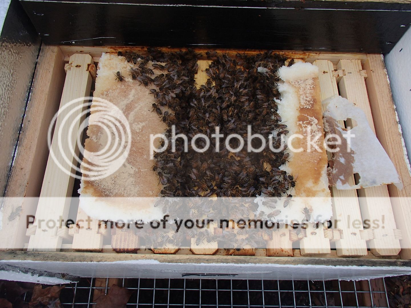 How I plan on overwintering 40 mating nucs on mini frames | Page 4 | Beesource Beekeeping Forums